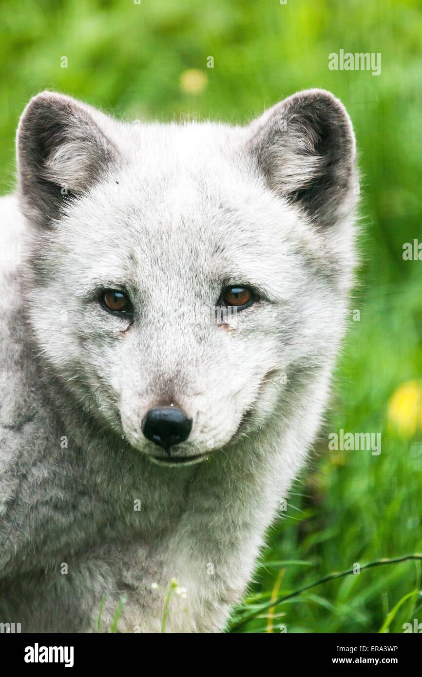 Arctic fox summer with prey hi-res stock photography and images - Alamy