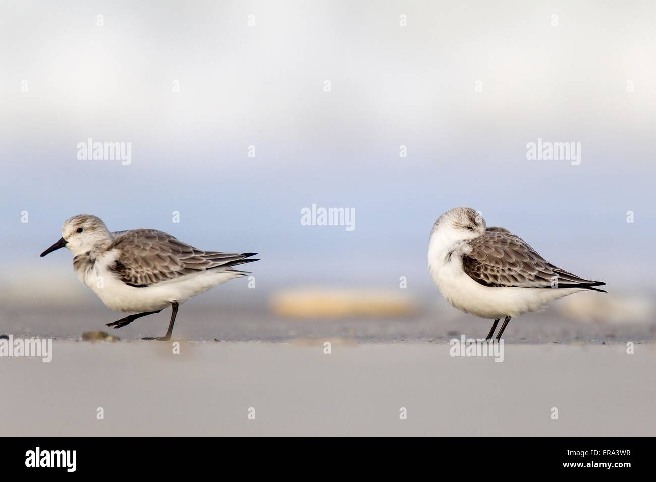 Two sanderlings hi-res stock photography and images - Alamy