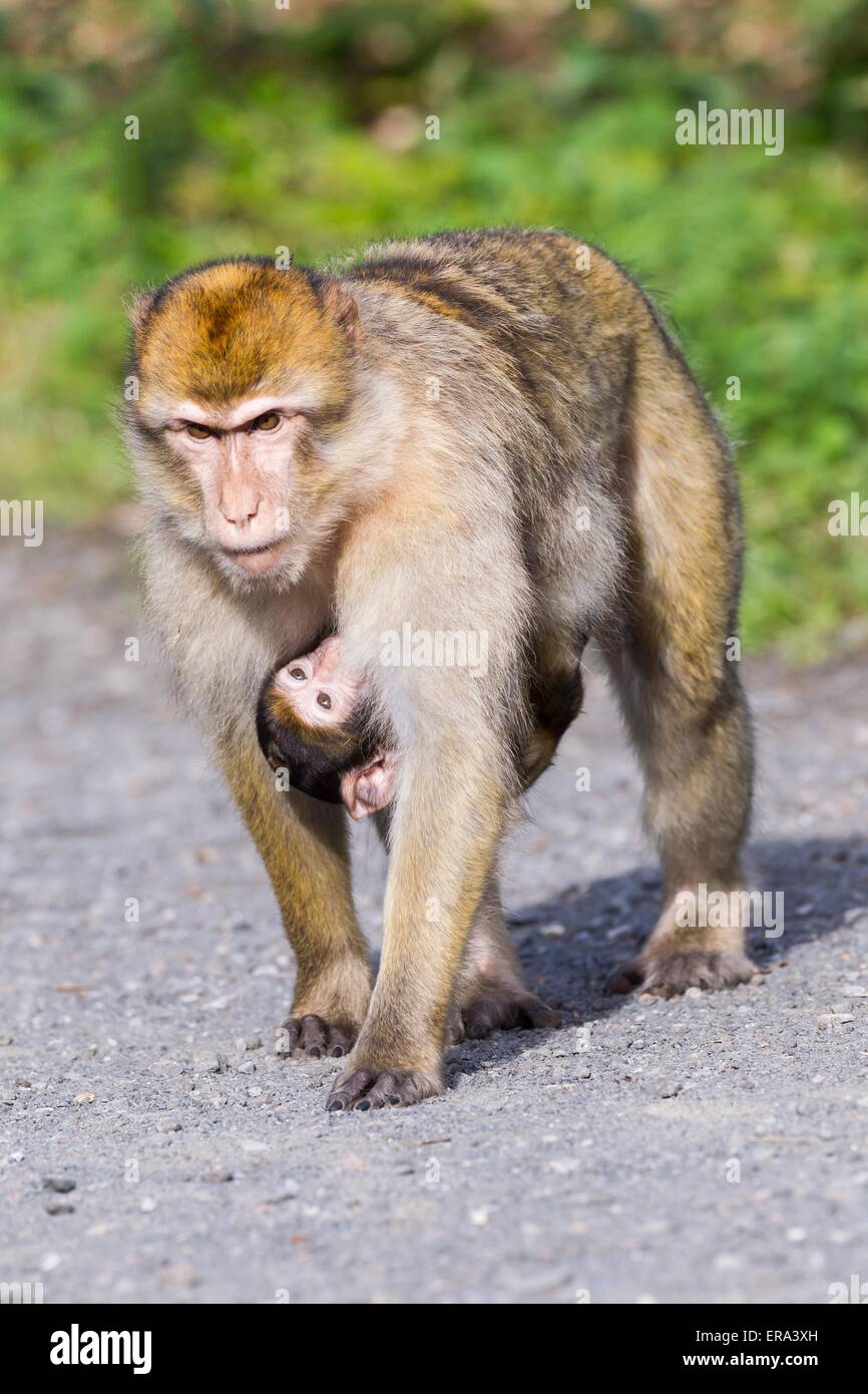 Barbary walk hi-res stock photography and images - Alamy