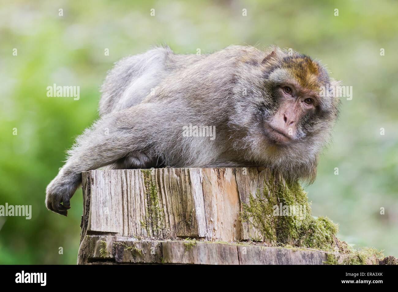 Lying ape hi-res stock photography and images - Alamy