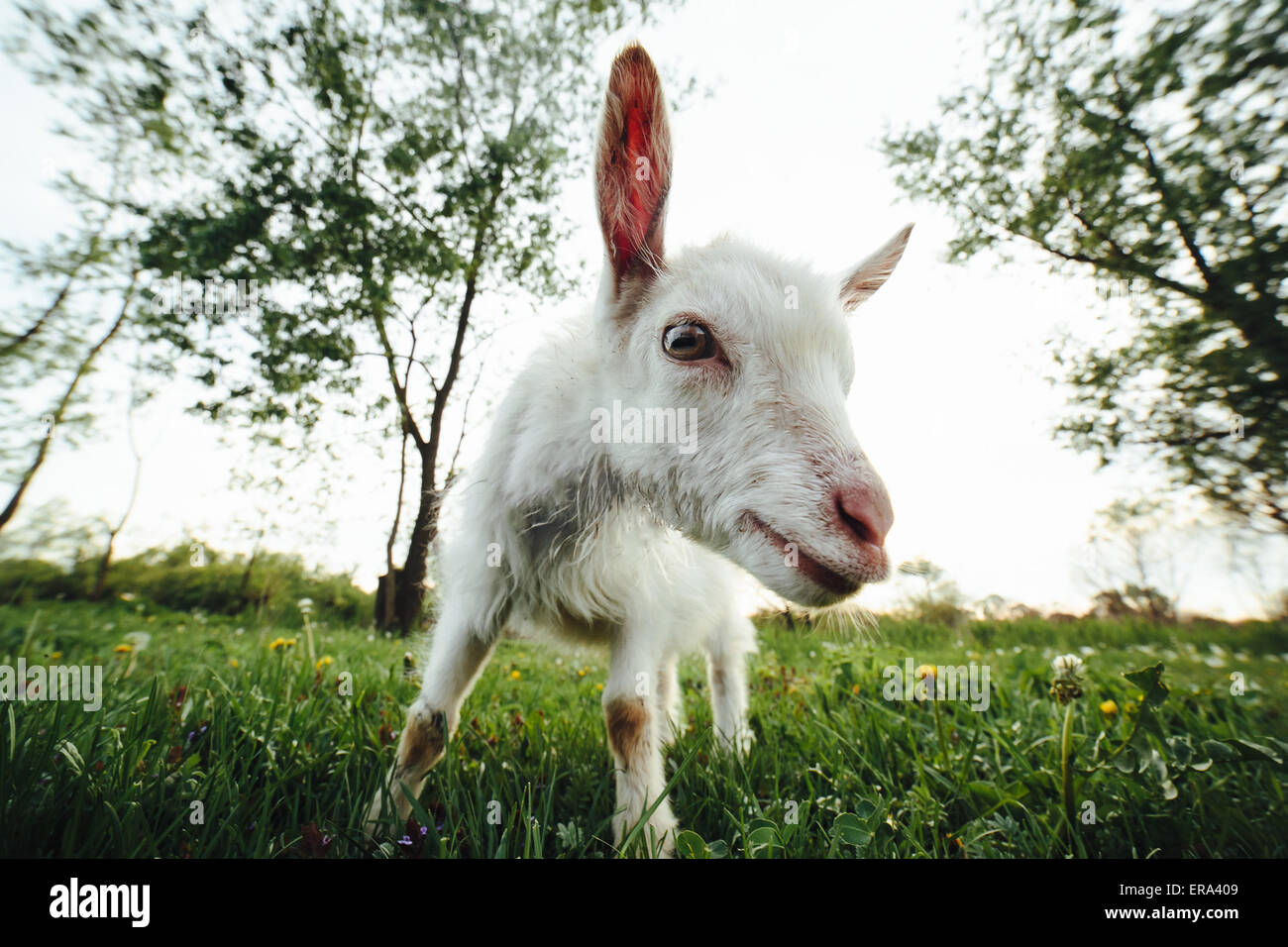 Goatling watching right in camera Stock Photo - Alamy