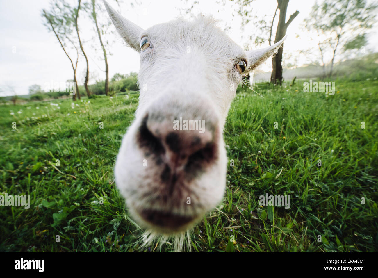 Goat looking into the camera Stock Photo - Alamy