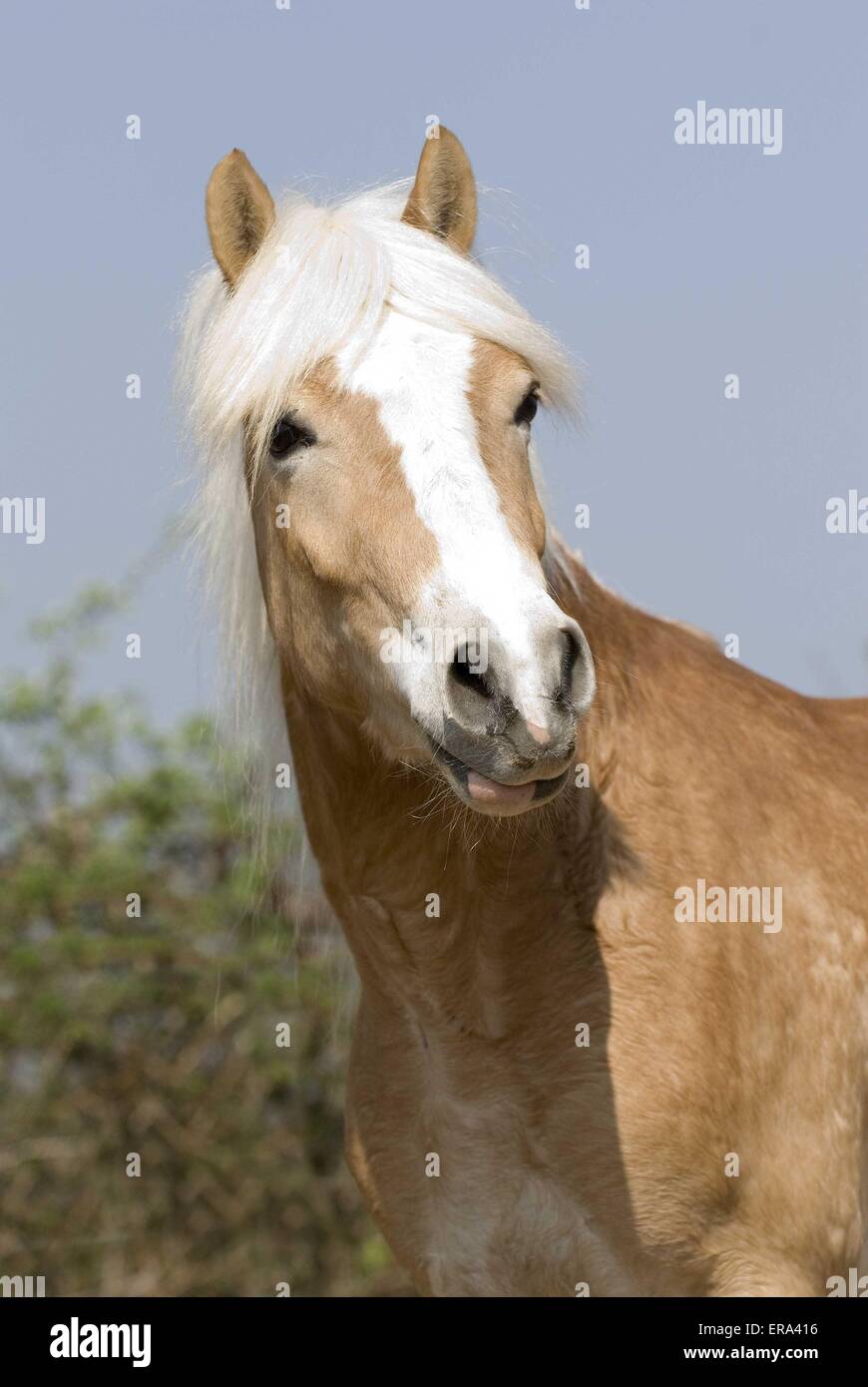 haflinger horse portrait Stock Photo - Alamy