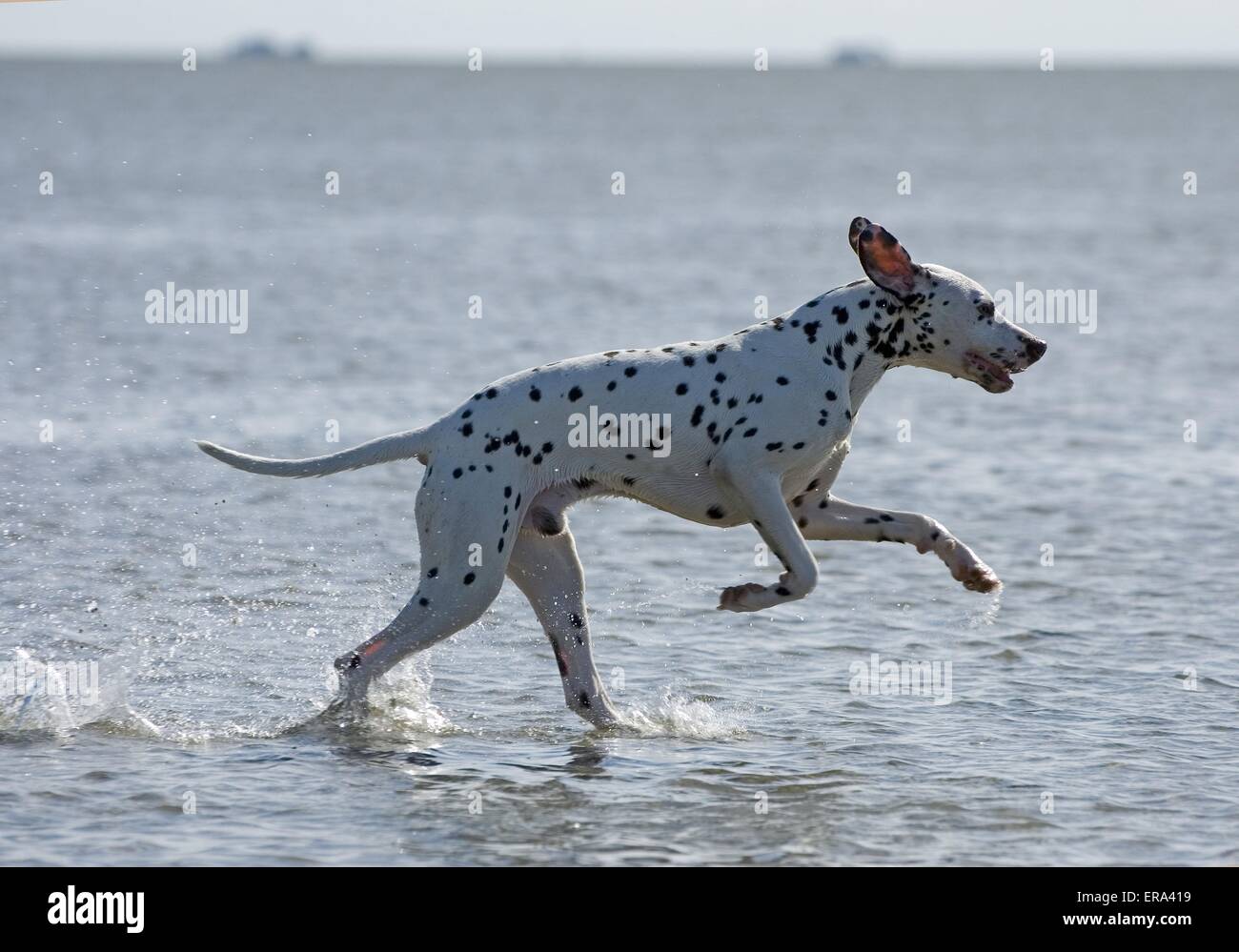 Dalmatian dog water hi-res stock photography and images - Alamy