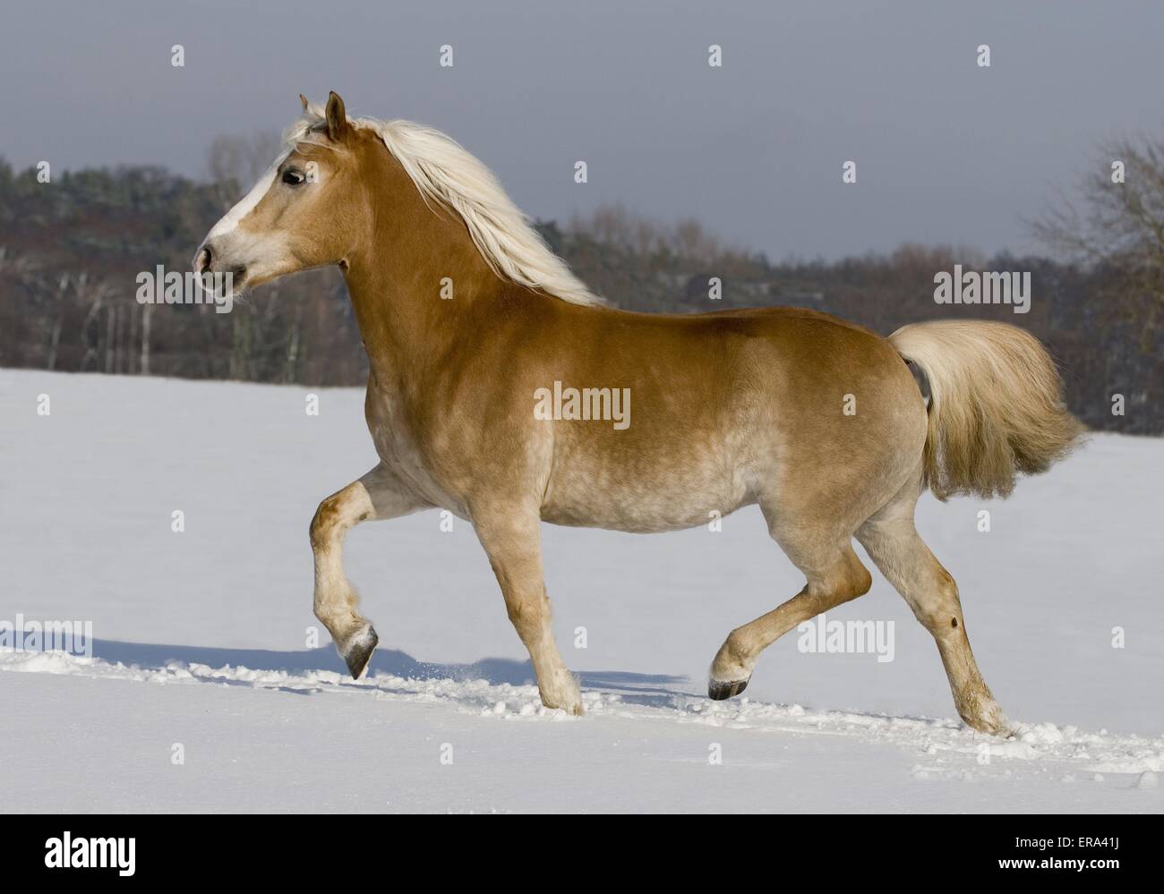 trotting Haflinger horse Stock Photo - Alamy