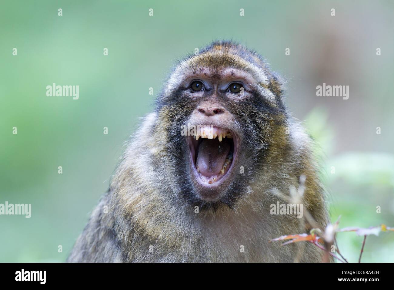 Ape roaring hi-res stock photography and images - Alamy