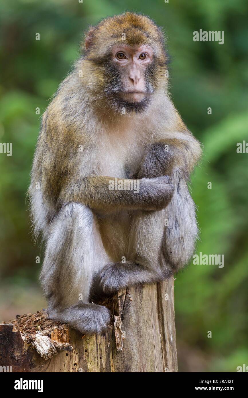 Ape bole hi-res stock photography and images - Alamy