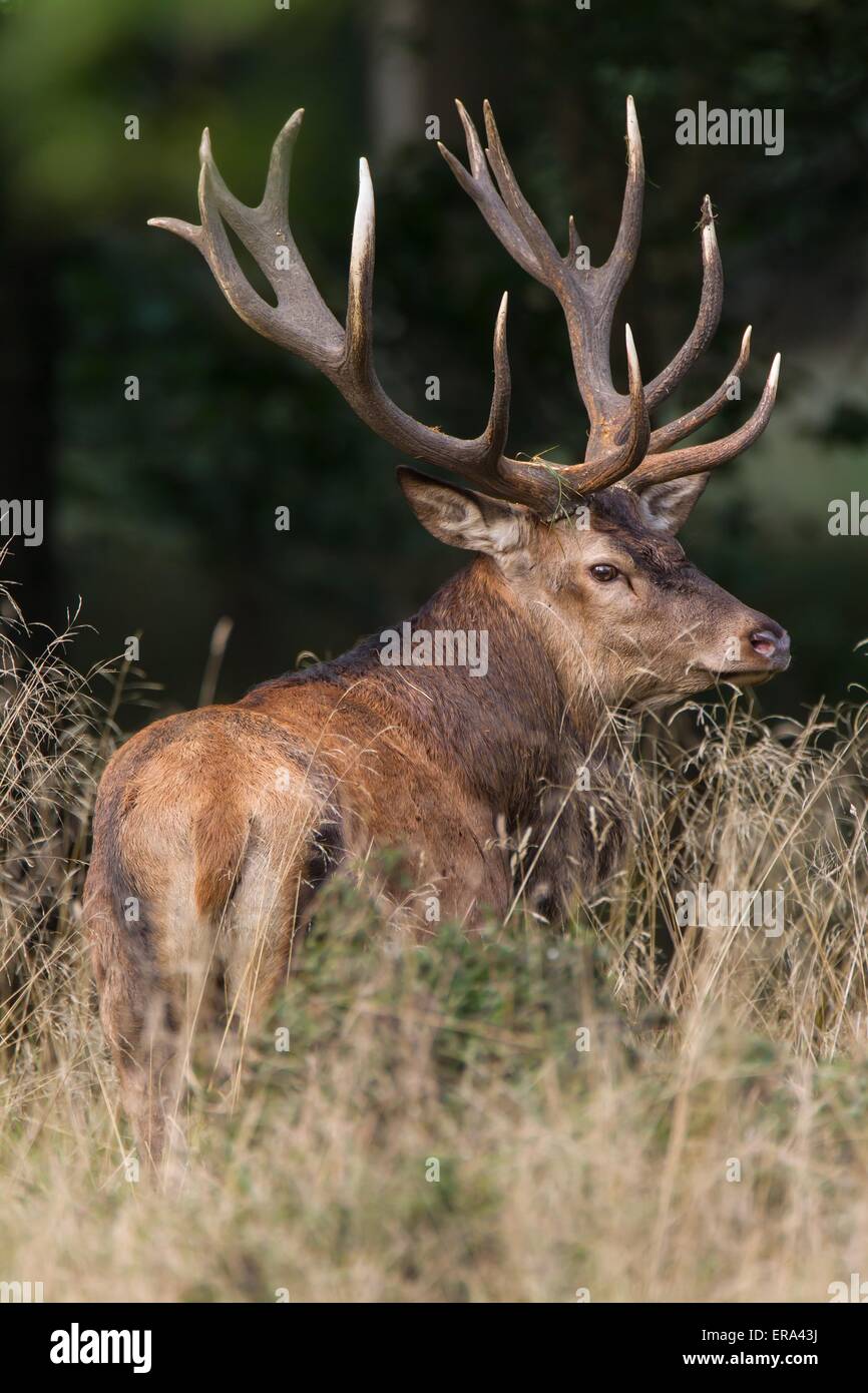 Red deer antlers back view hi-res stock photography and images - Alamy
