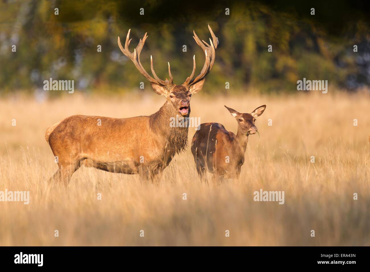 Landscape format with red deer roaring hi-res stock photography and ...