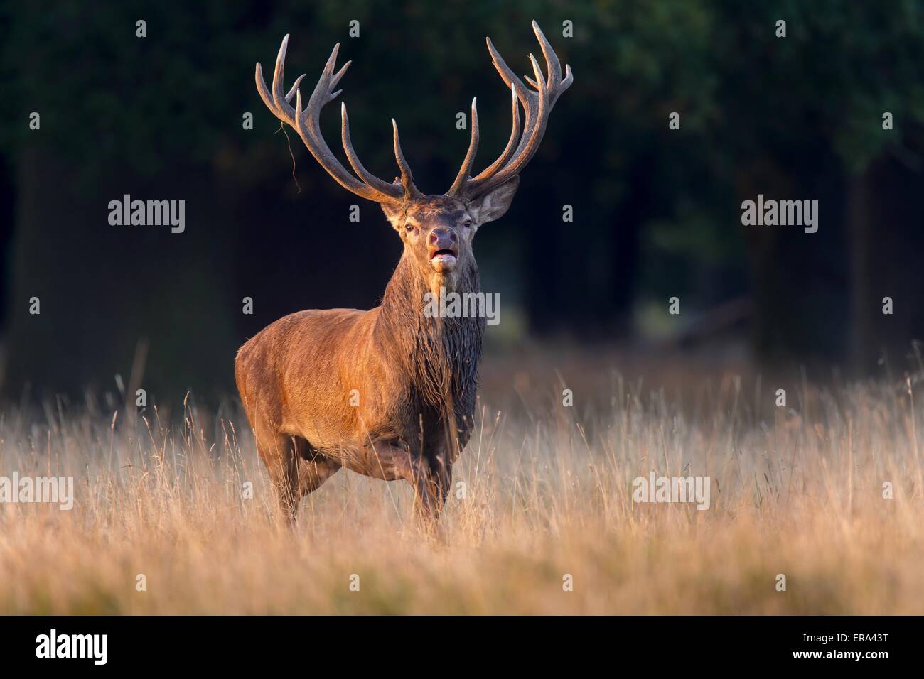 Red deer dusk hi-res stock photography and images - Alamy