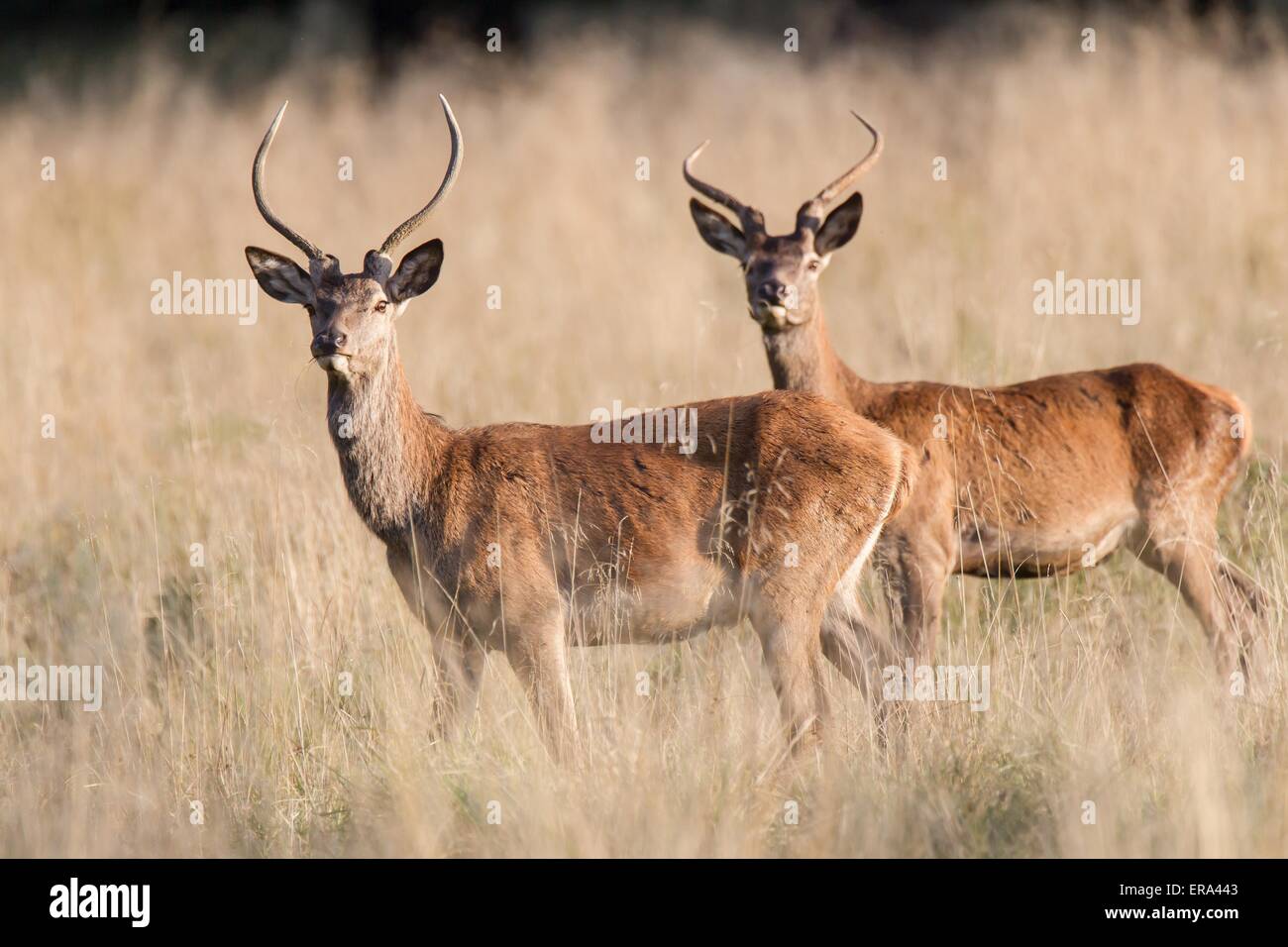 Red brocket deer hi-res stock photography and images - Alamy