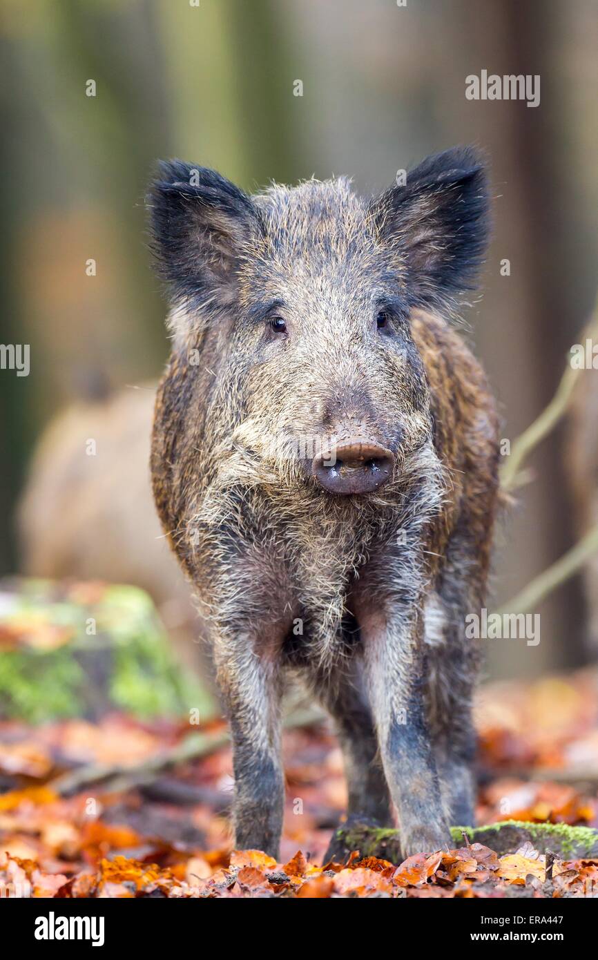 Wild boar sus scrofa at the edge of the forest hi-res stock photography ...