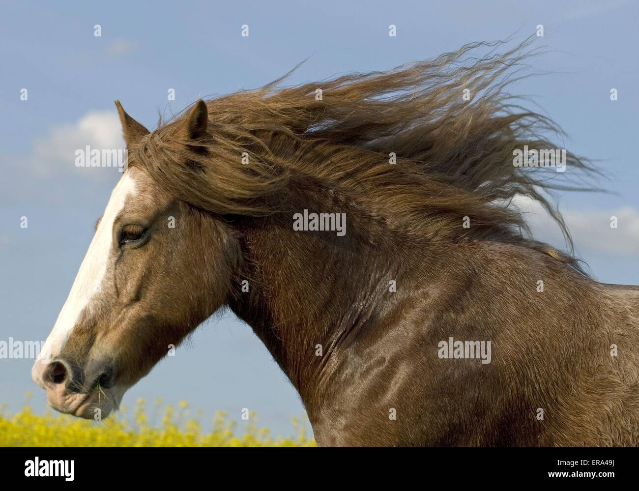 red Irish Tinker Stock Photo - Alamy