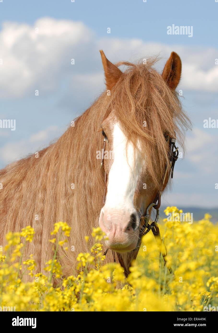 red Irish Tinker Stock Photo - Alamy