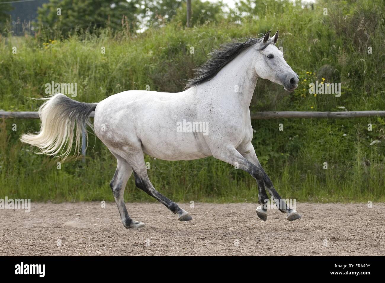 Adult wooden horse hi-res stock photography and images - Alamy