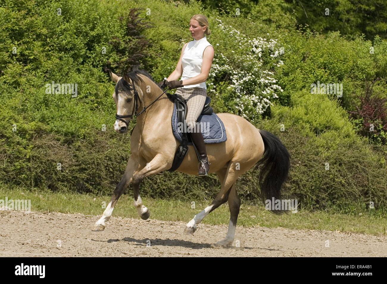 Dun rider riding canter cantering hi-res stock photography and images ...