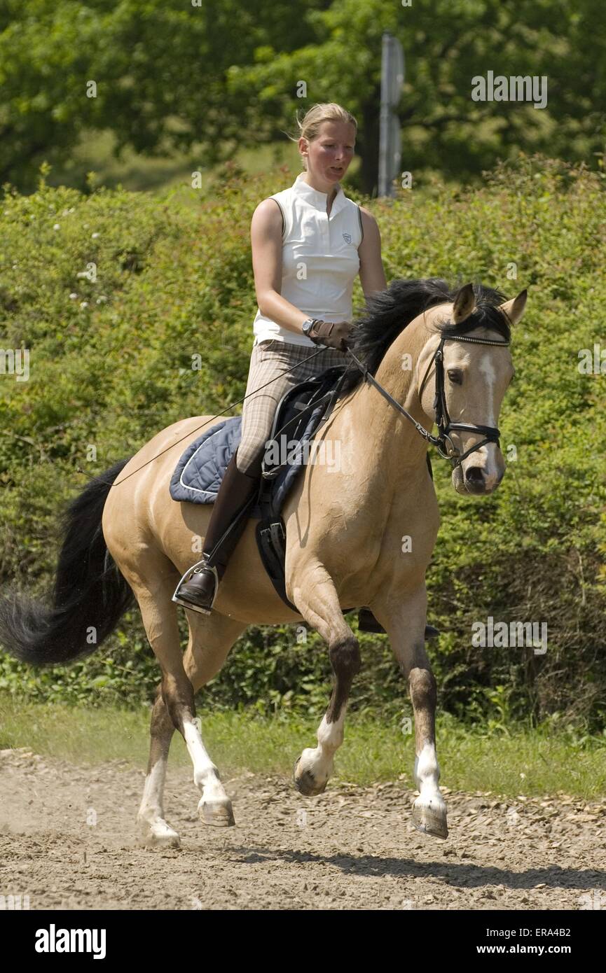 Dun rider riding canter cantering hi-res stock photography and images ...