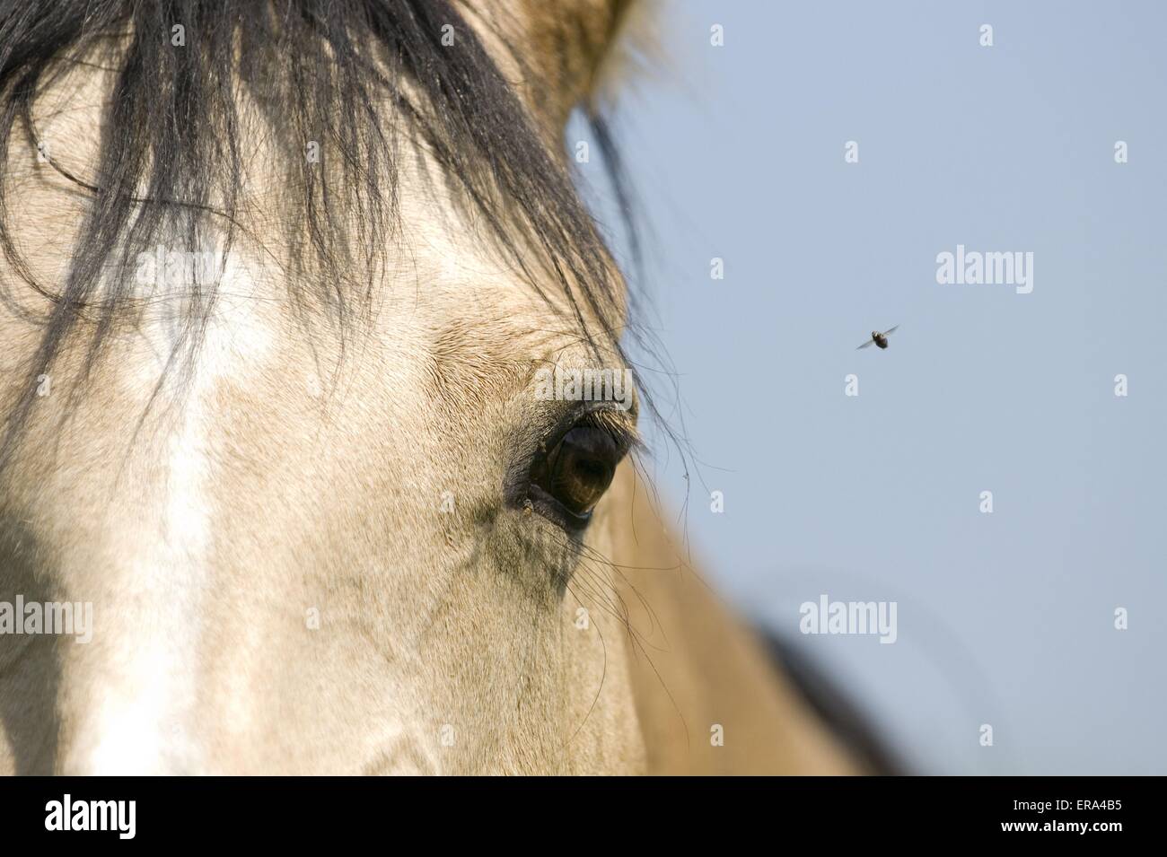 Dun ponies hi-res stock photography and images - Alamy