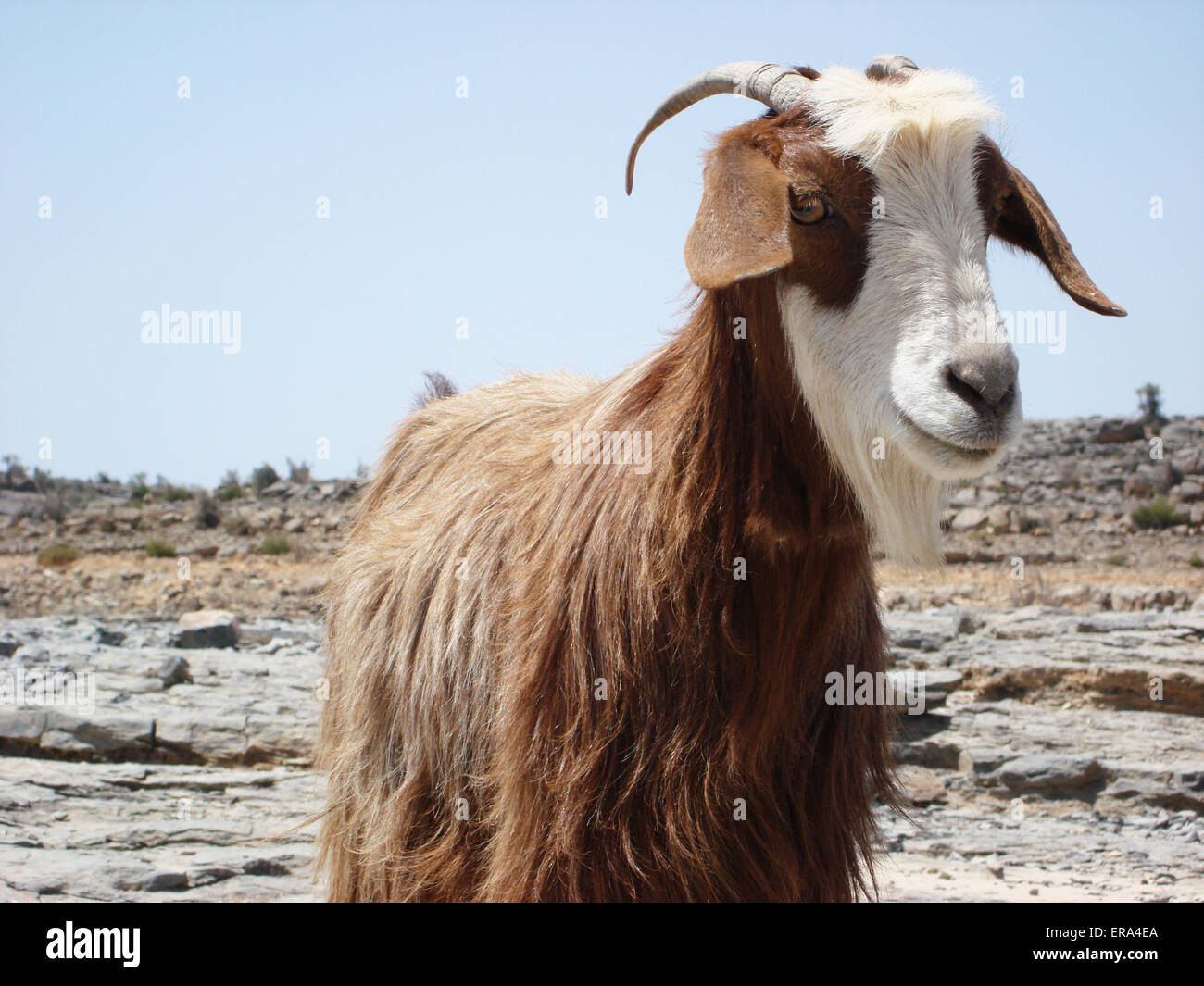 A goat in Oman Stock Photo - Alamy