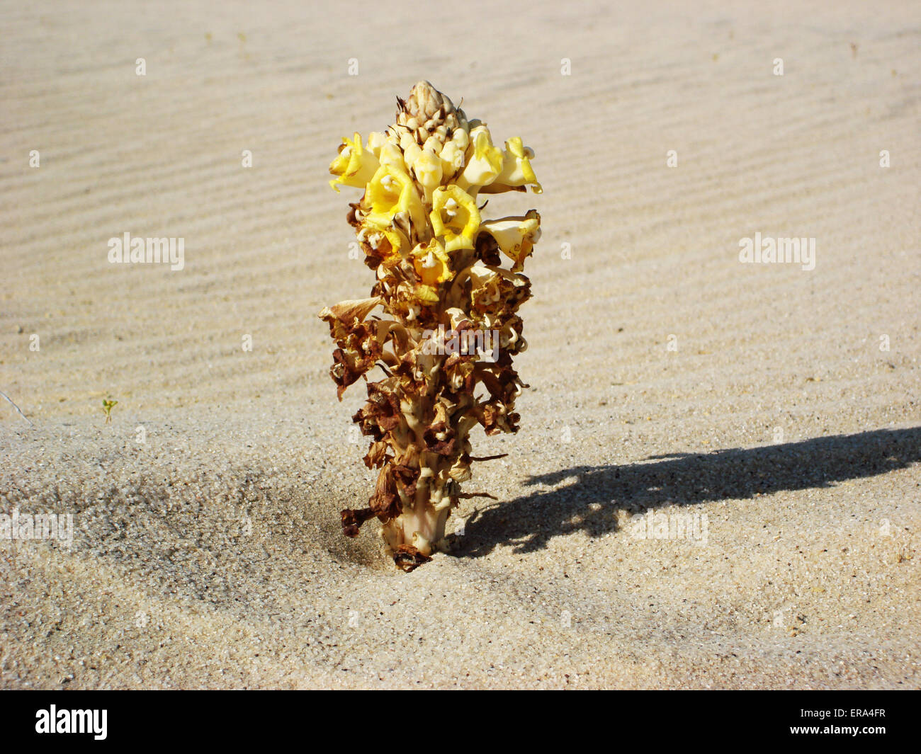 Desert Hyacinth blooming in the desert Stock Photo - Alamy