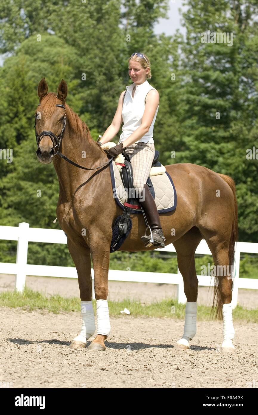 Dressage riding warmblood horse hi-res stock photography and images - Alamy