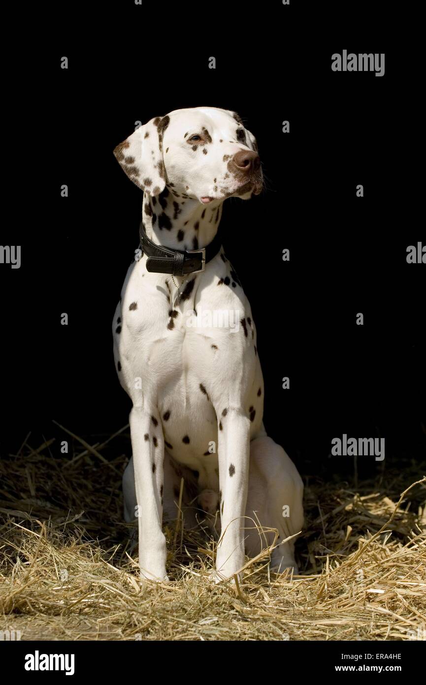 Brown spotted dalmatians hi-res stock photography and images - Alamy