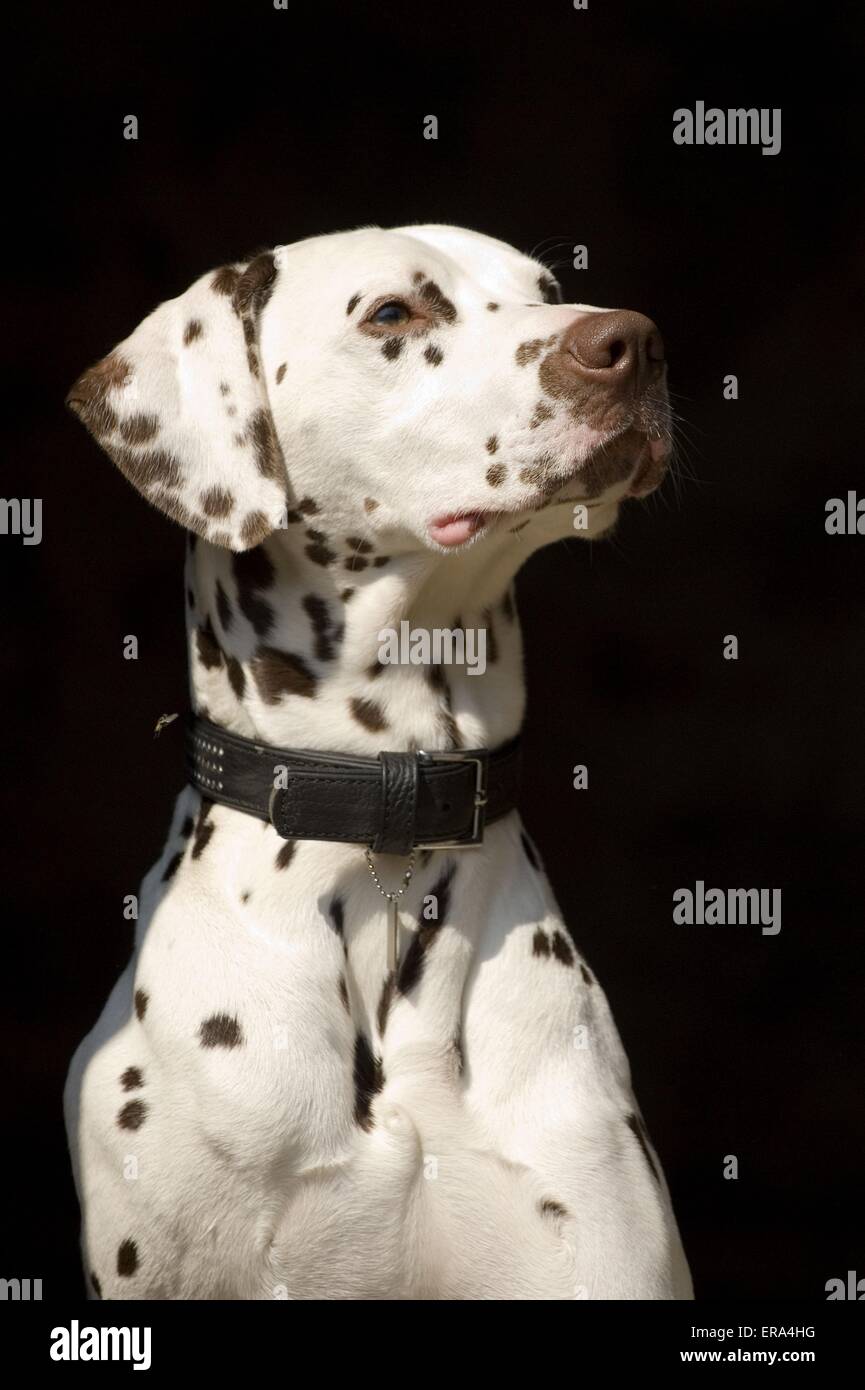 Dalmatian dog brown spots hi-res stock photography and images - Alamy