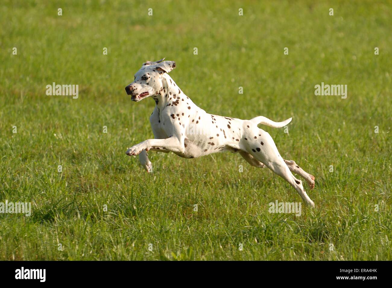 Dalmatians gallop hi-res stock photography and images - Alamy