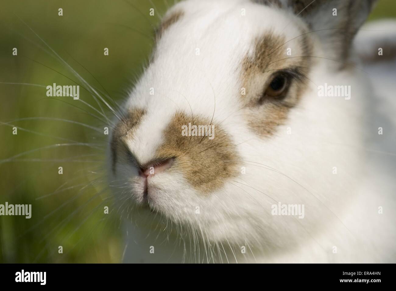 Rabbit detail hi-res stock photography and images - Alamy