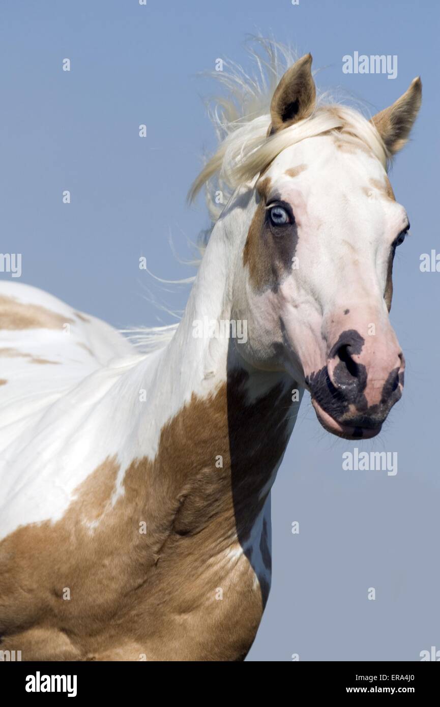 Paint Horse Portrait Stock Photo - Alamy