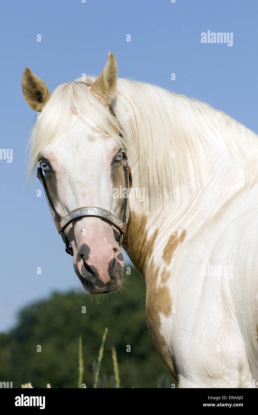 Paint Horse Portrait Stock Photo - Alamy