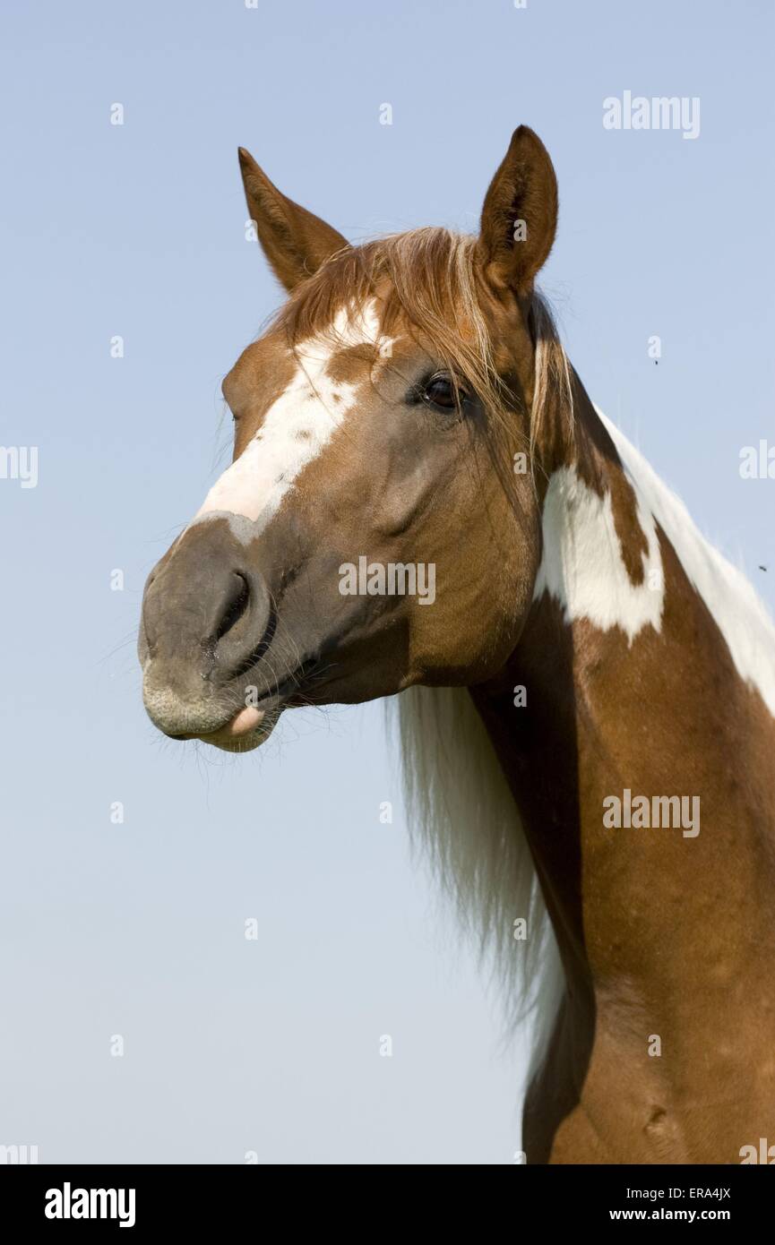 Paint Horse Portrait Stock Photo - Alamy