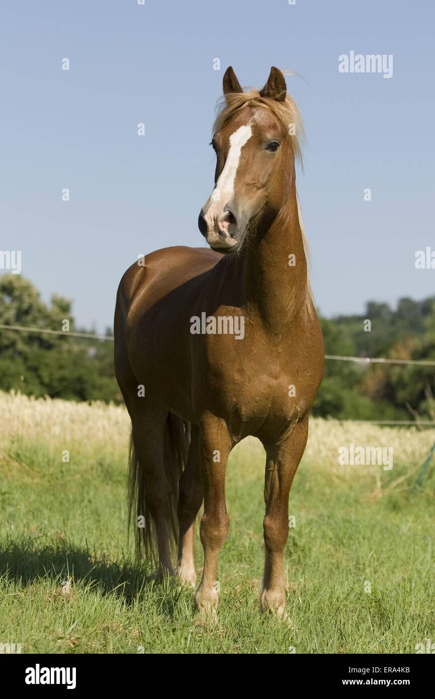 Welsh cob hi-res stock photography and images - Alamy