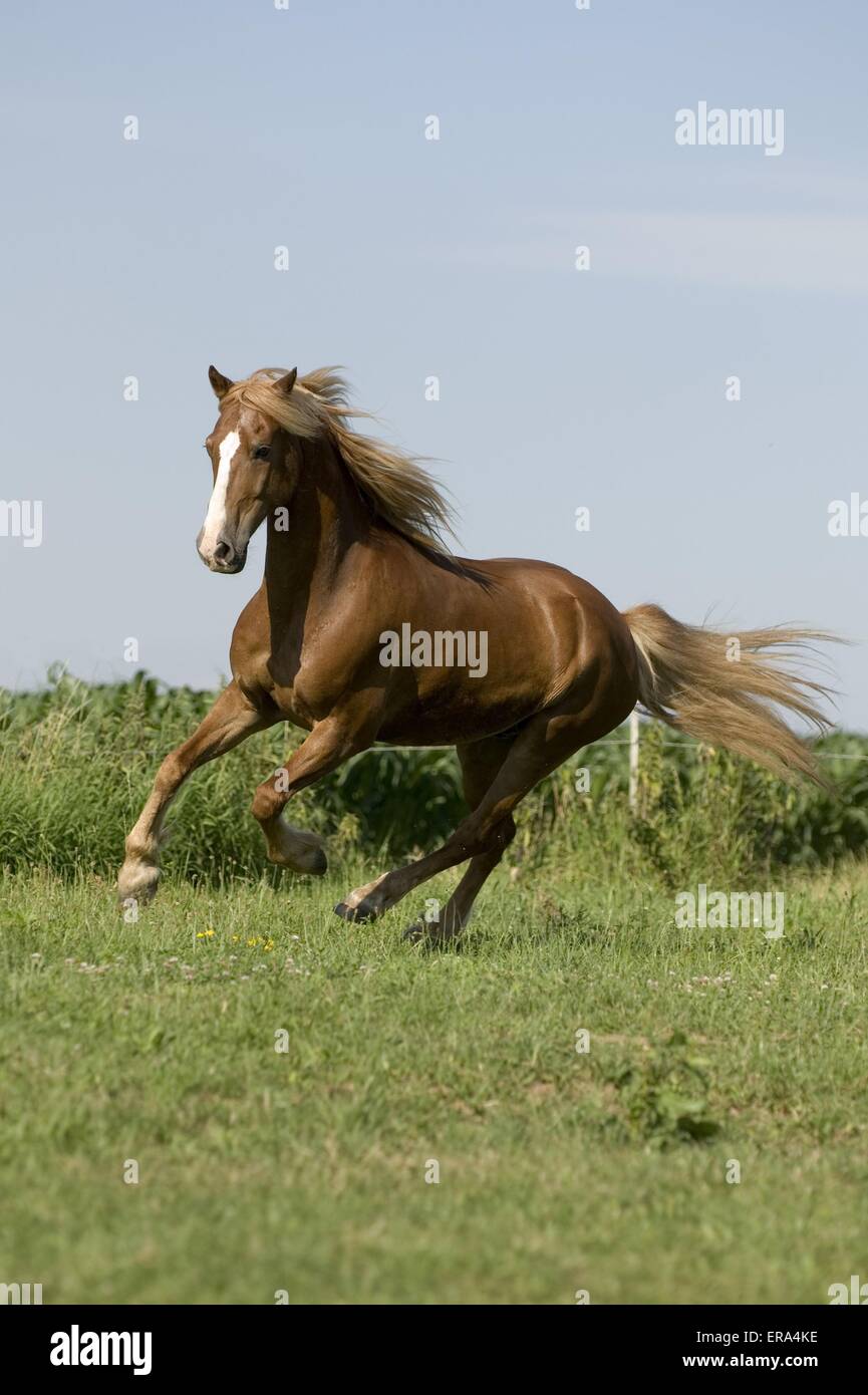 Welsh sorrel hi-res stock photography and images - Alamy