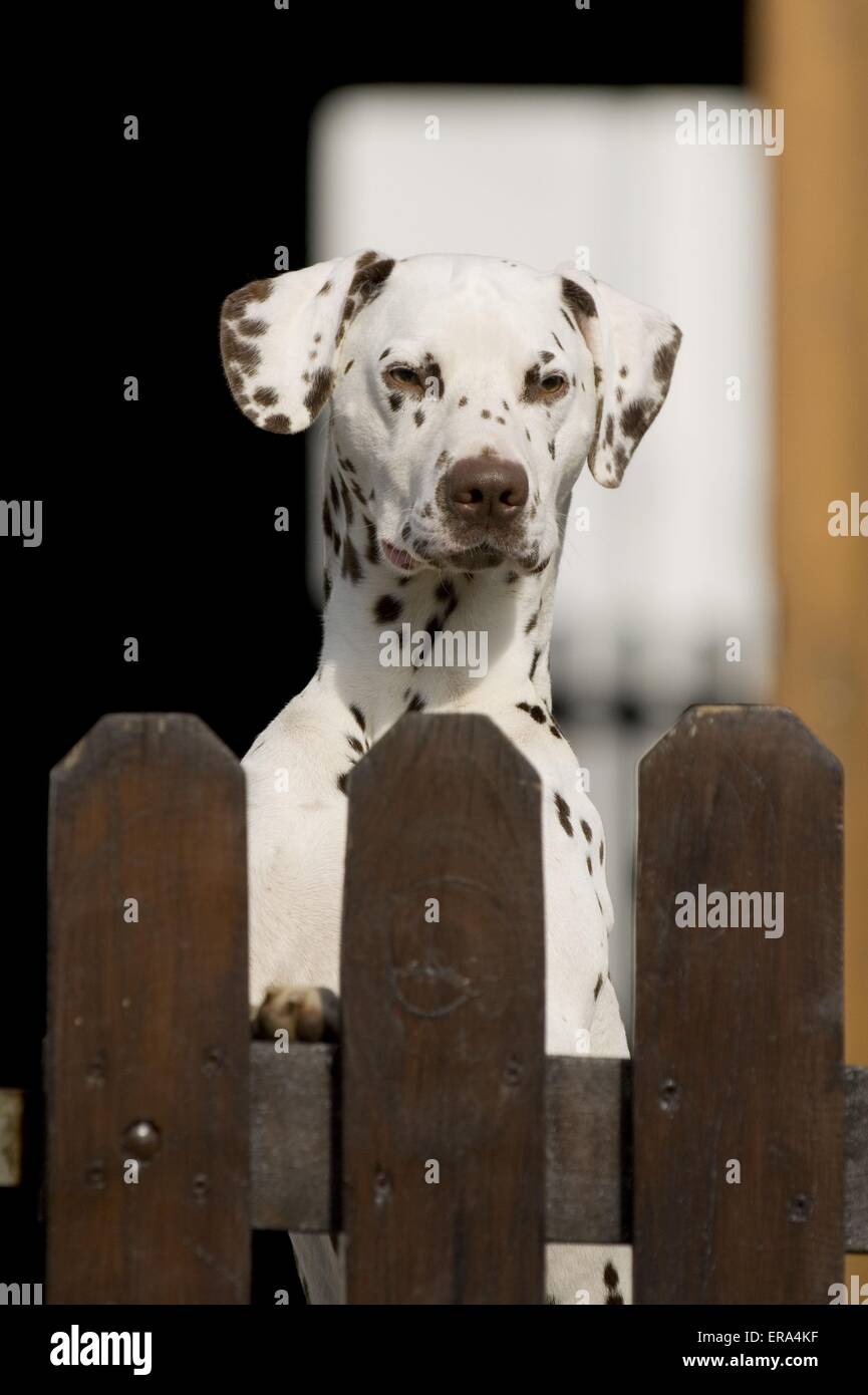 Adult male dalmatian portrait hi-res stock photography and images - Alamy