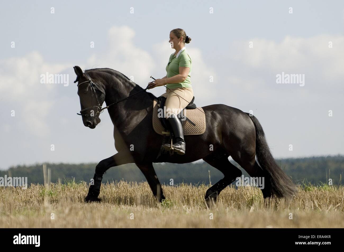 Friesian Horse Riding High Resolution Stock Photography and Images - Alamy