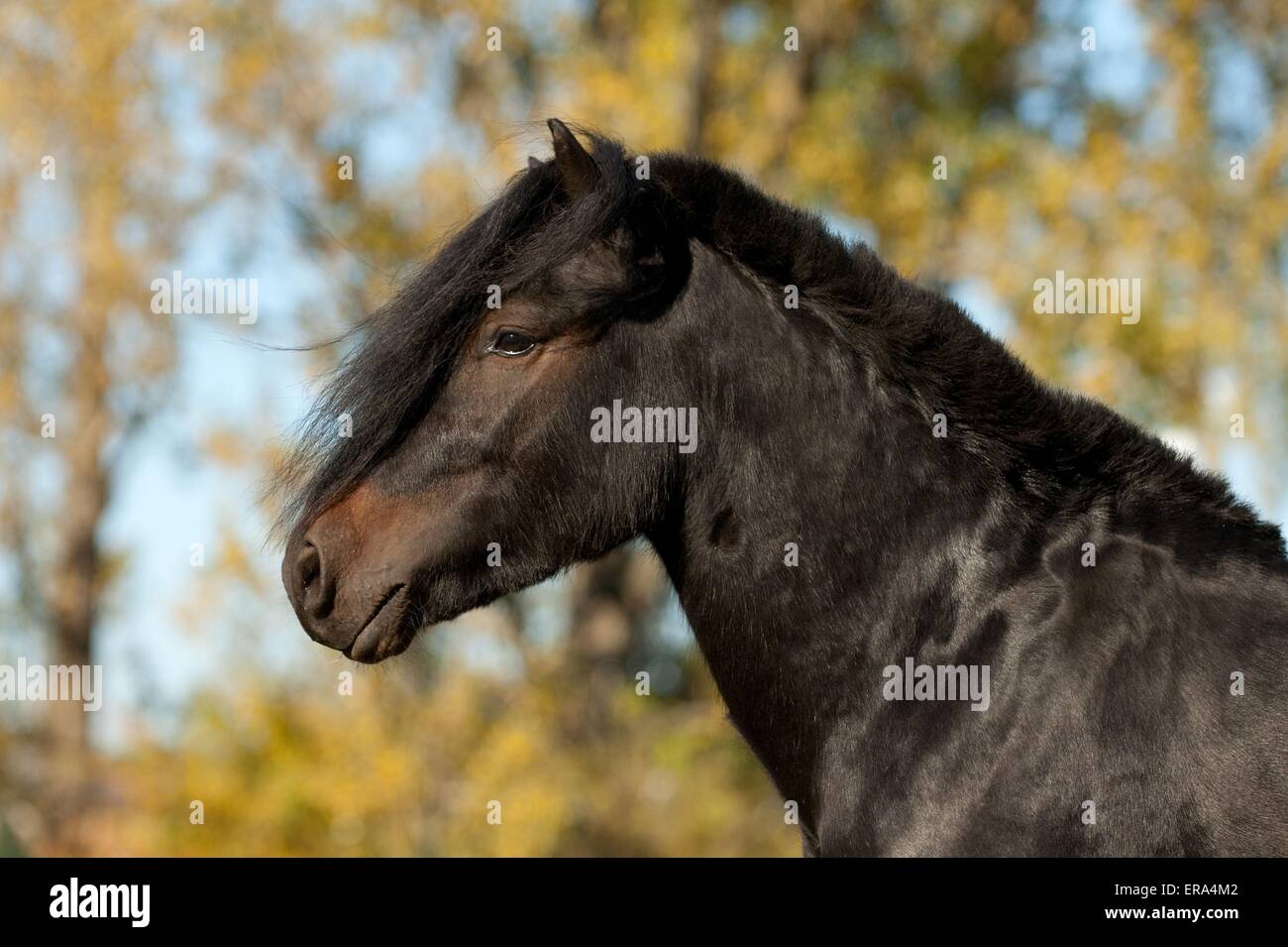 Fell Pony Portrait Stock Photo - Alamy