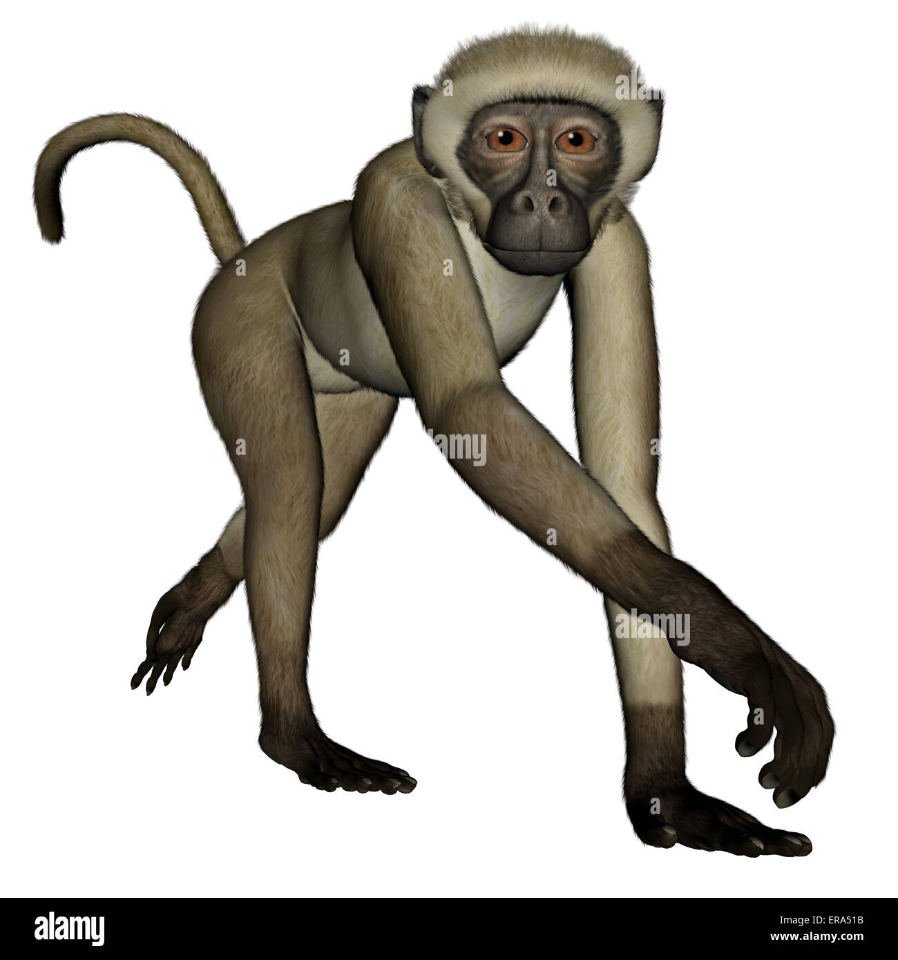 Monkey walking isolated in white background- 3D render Stock Photo - Alamy