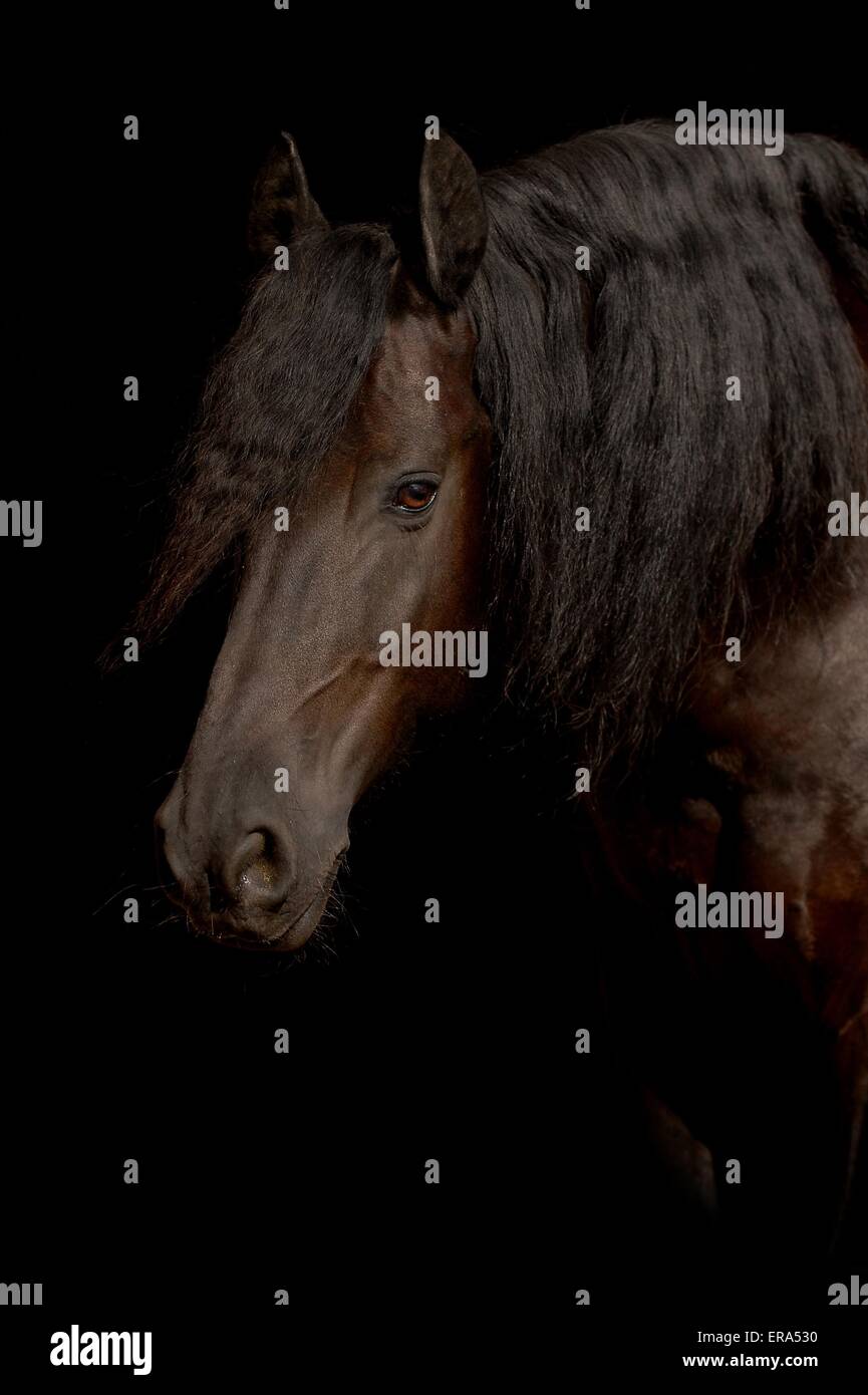 Friesian horse portrait Stock Photo - Alamy