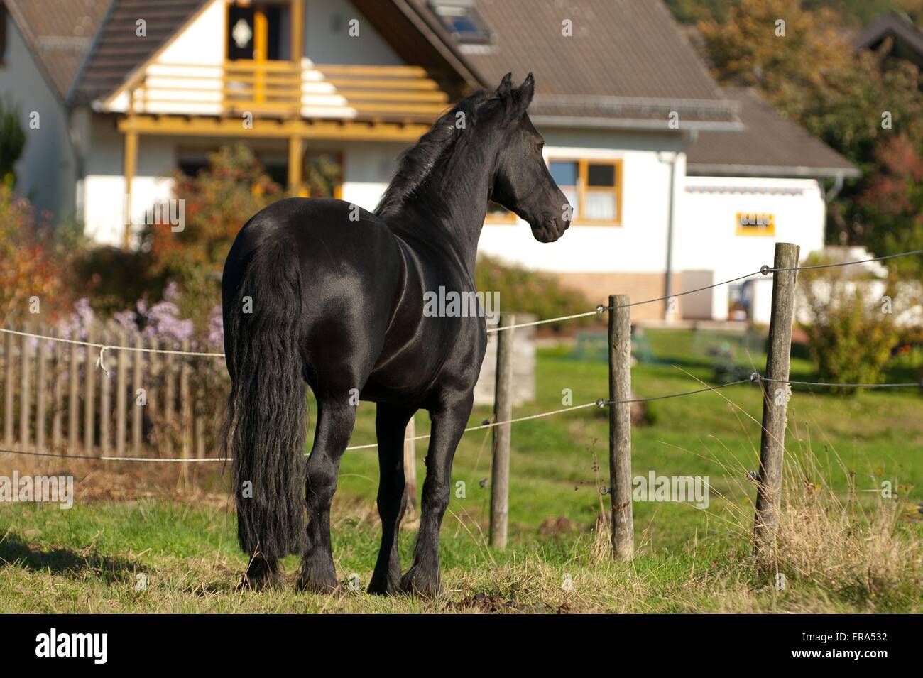 Friesian house hi-res stock photography and images - Alamy