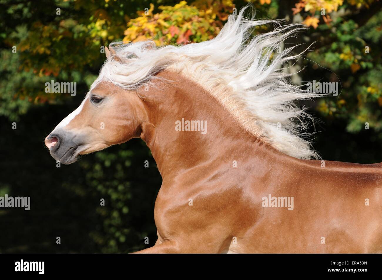haflinger stallion portrait Stock Photo - Alamy