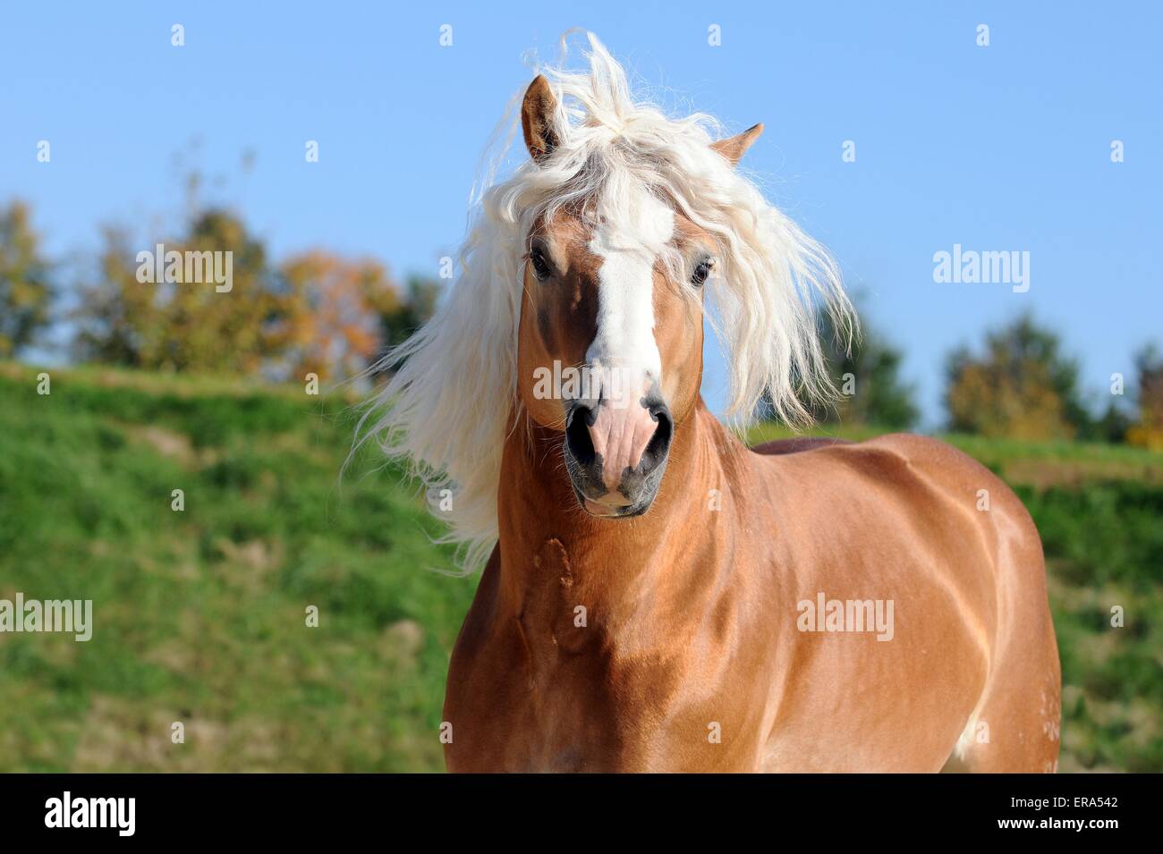 haflinger stallion portrait Stock Photo - Alamy