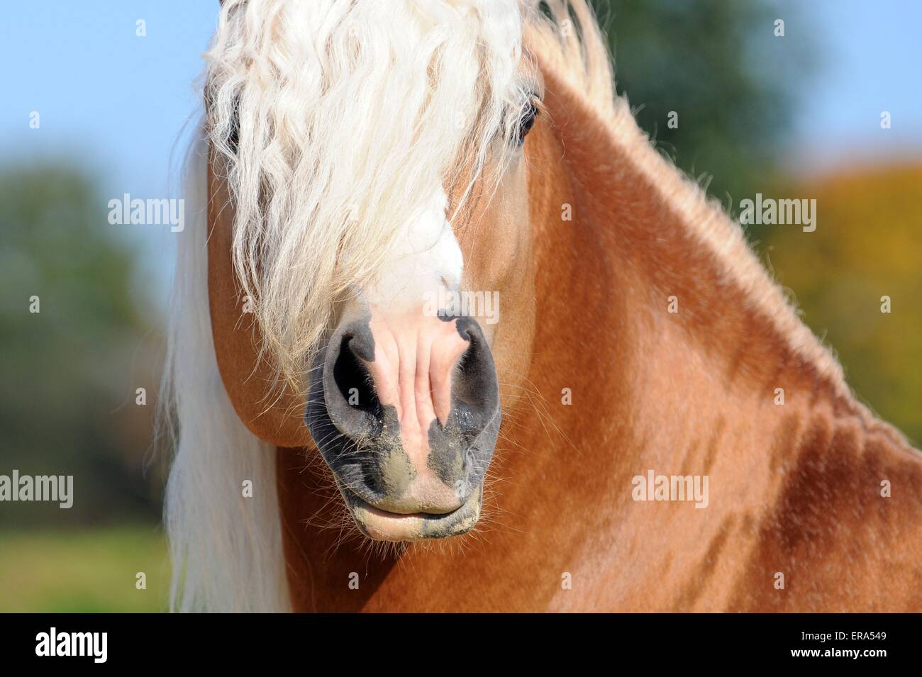 haflinger stallion portrait Stock Photo - Alamy
