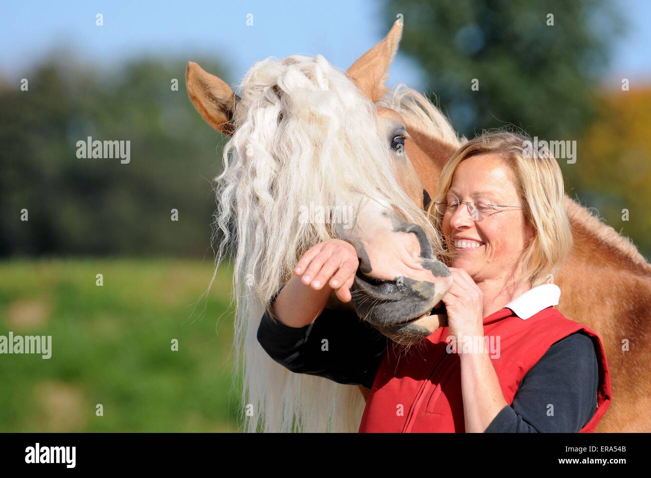 woman and haflinger stallion Stock Photo - Alamy