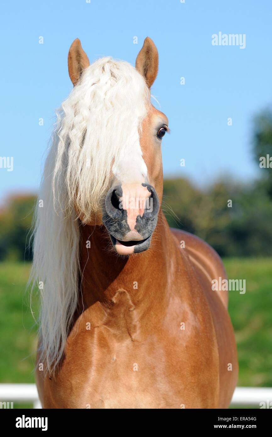haflinger stallion portrait Stock Photo - Alamy