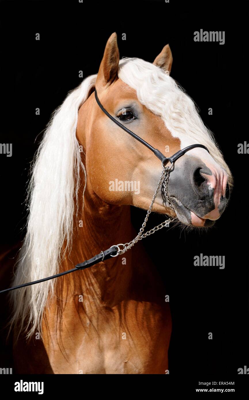 Haflinger stallion hi-res stock photography and images - Alamy