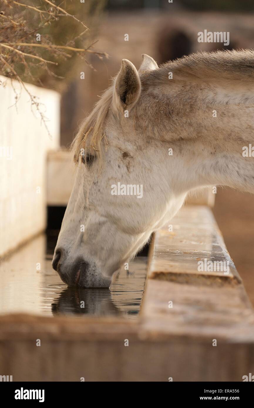 Pre drinks hi-res stock photography and images - Alamy