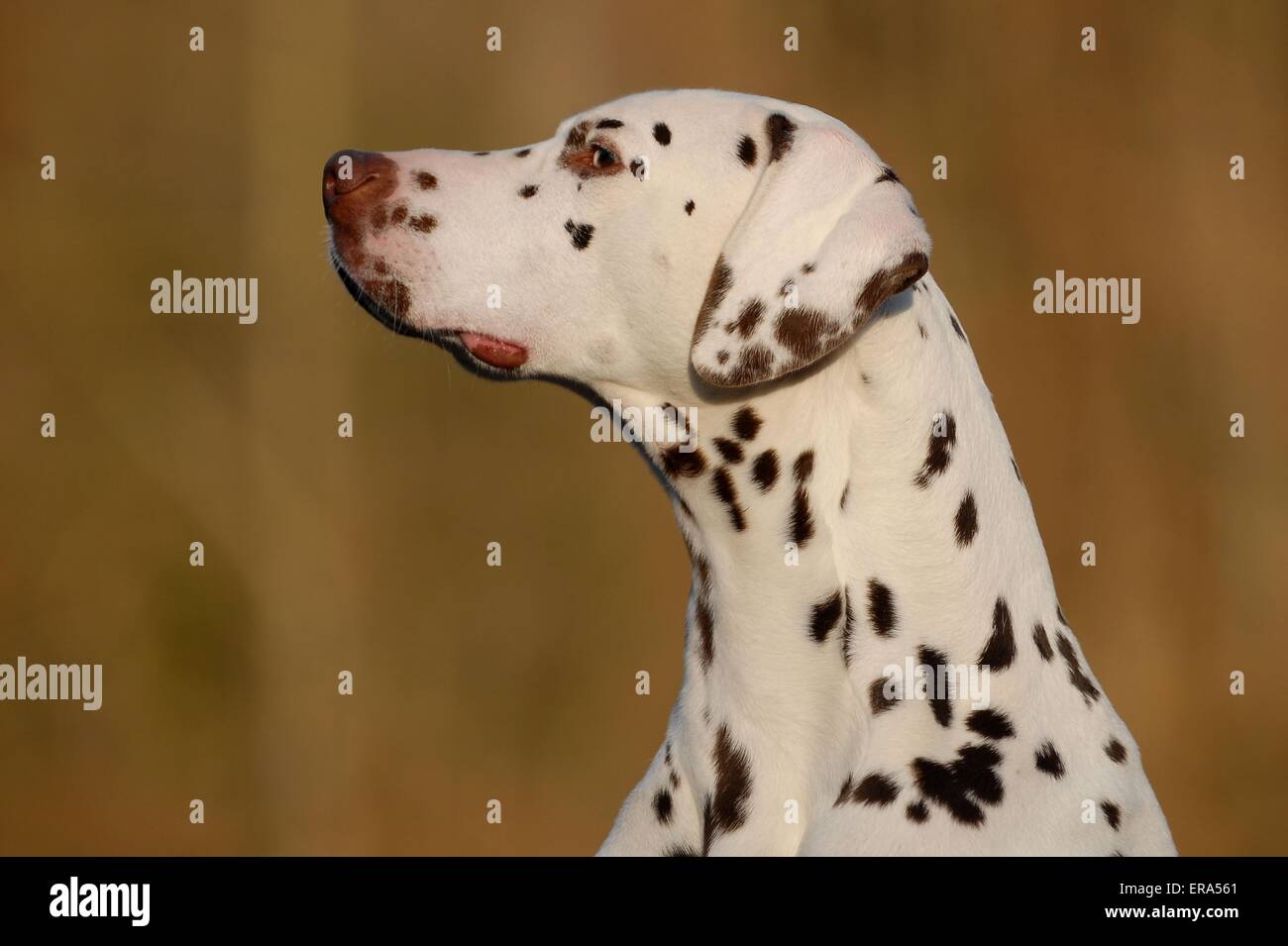 Dalmatian dog hi-res stock photography and images - Alamy