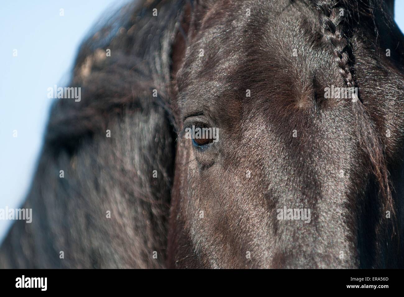 Friesian horse eye Stock Photo - Alamy
