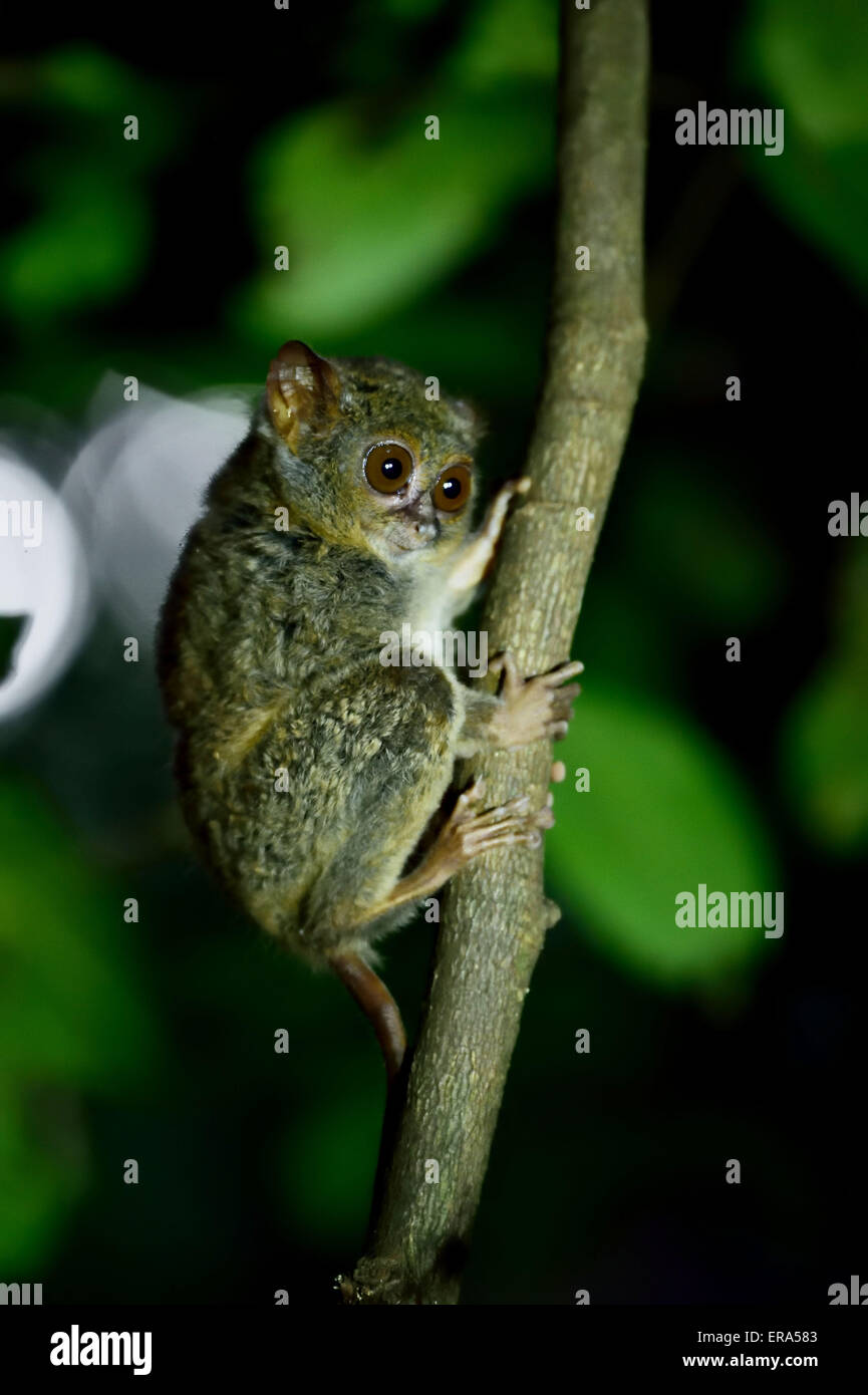 Bitung, Indonesia. 26th May, 2015. A tarsier (Tarsius tarsier ...